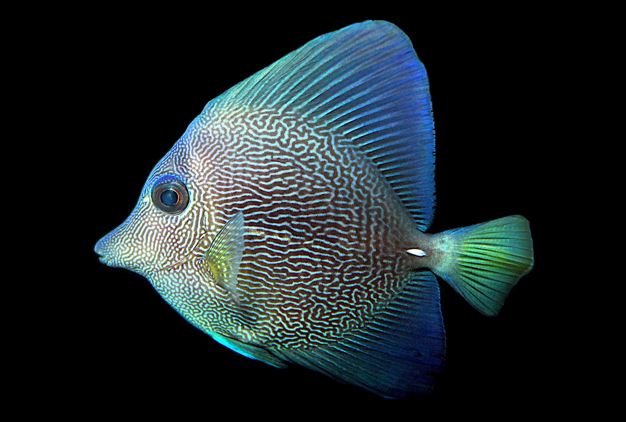 Hybrid Tang : Một dòng Tang Đột biến mới