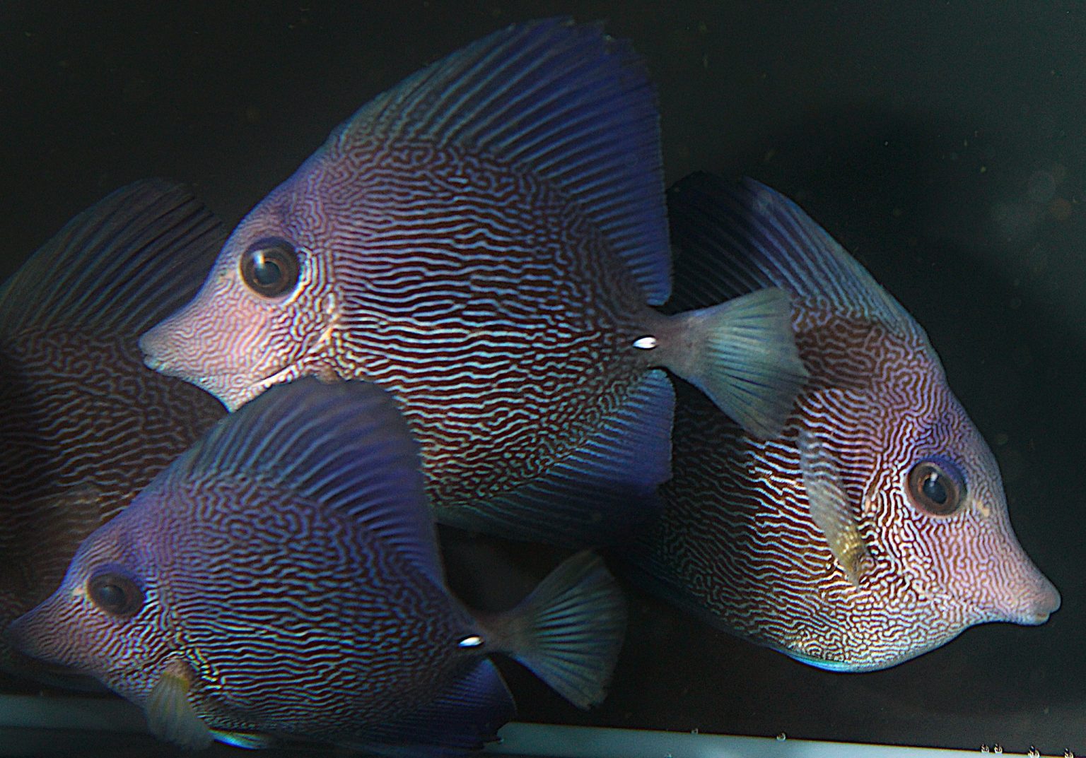 Hybrid Tang : Một dòng Tang Đột biến mới